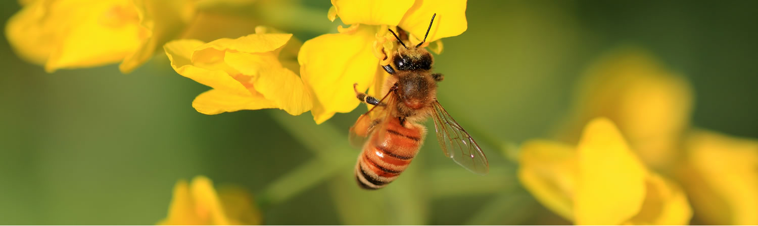 Buy Honey Online | Pure New Zealand Honey | Bees-R-Us